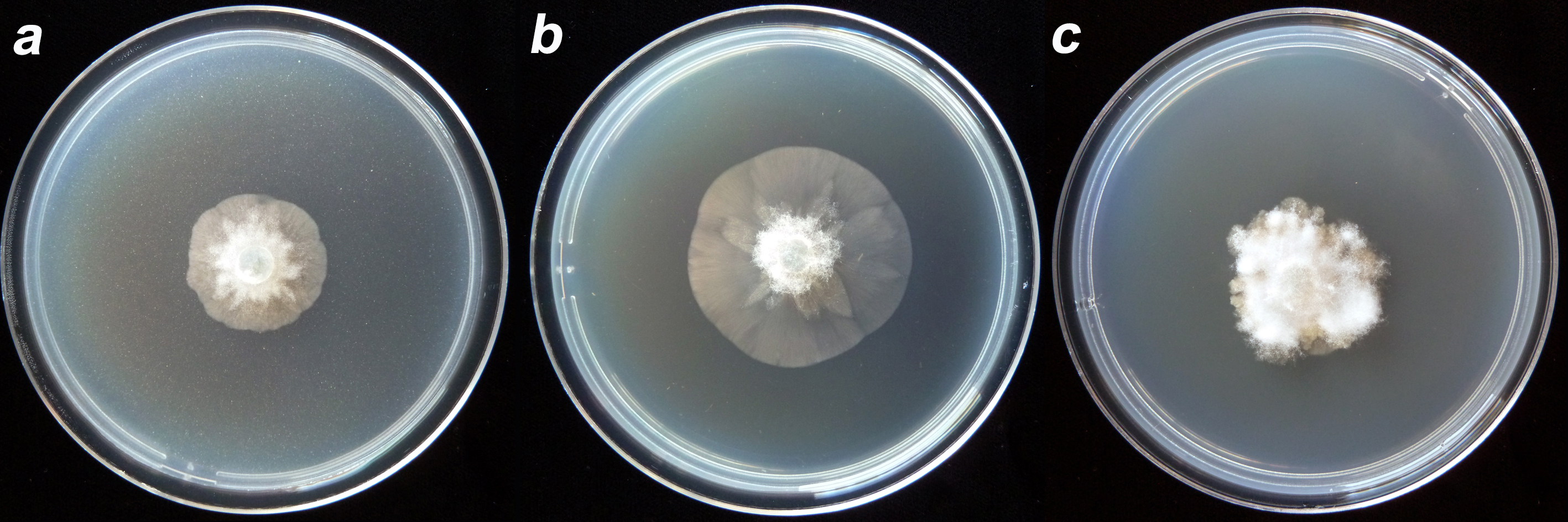 Phytophthora moyootj | IDphy