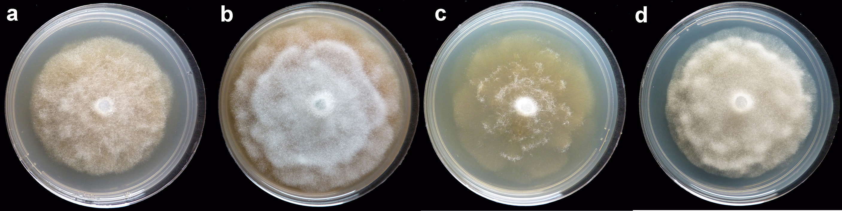 Phytophthora constricta | IDphy