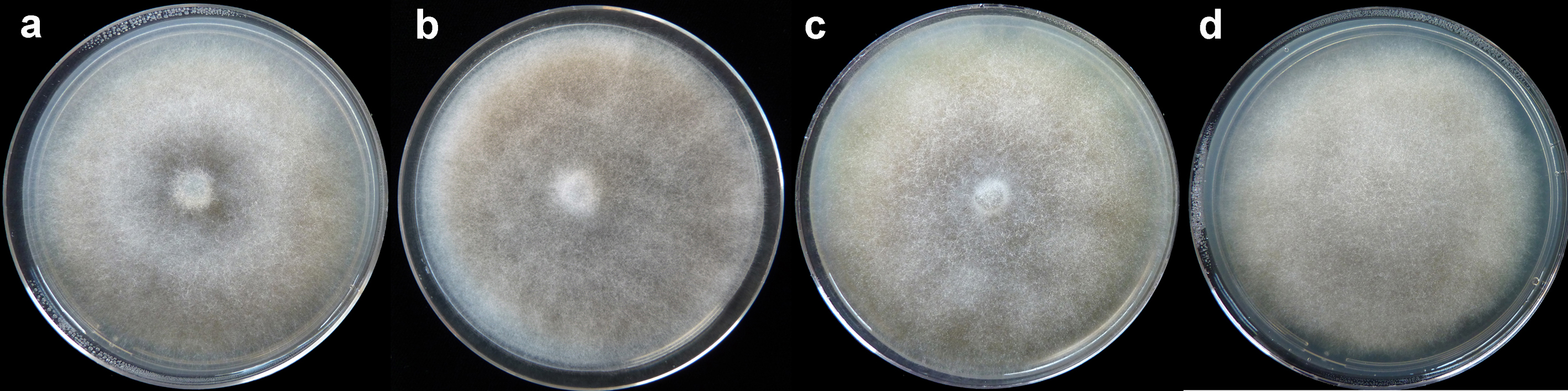 Phytophthora gibbosa | IDphy