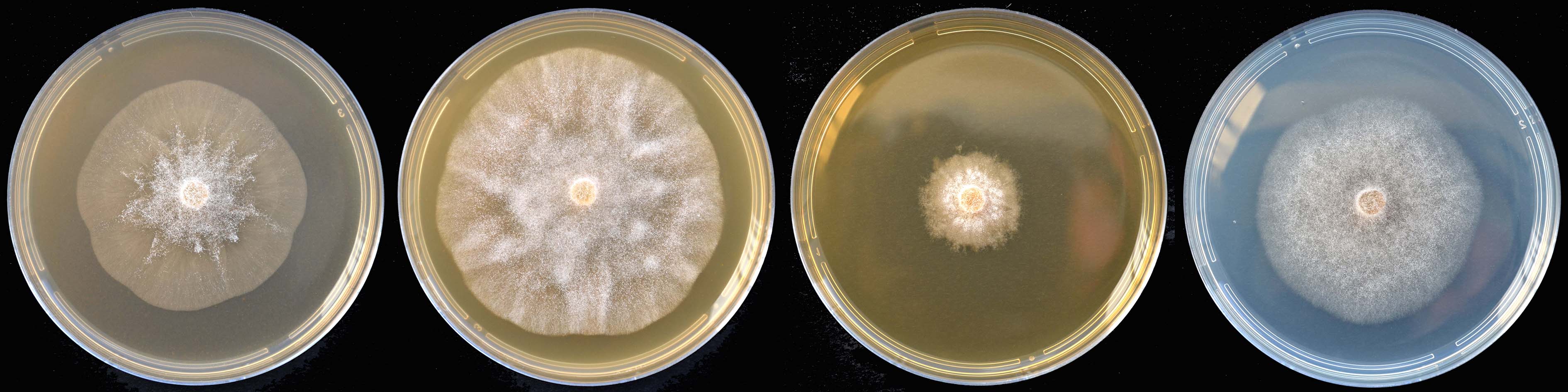 Phytophthora heterospora | IDphy