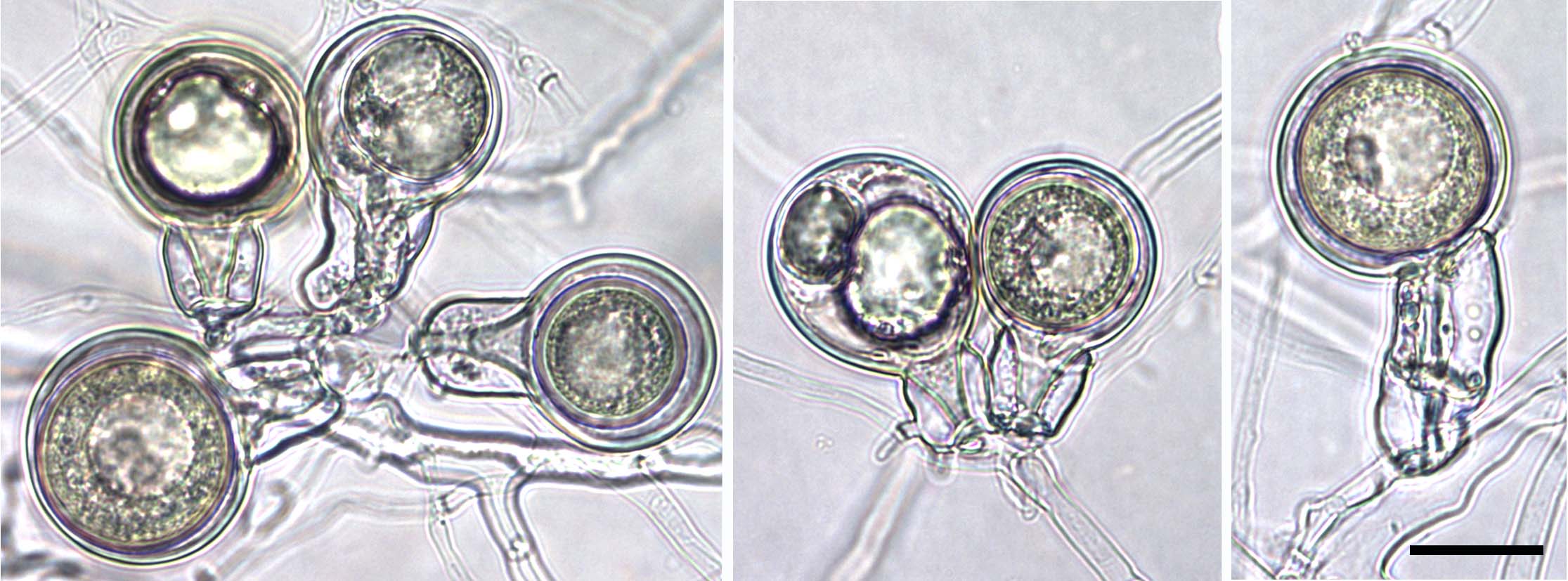 Phytophthora heterospora | IDphy