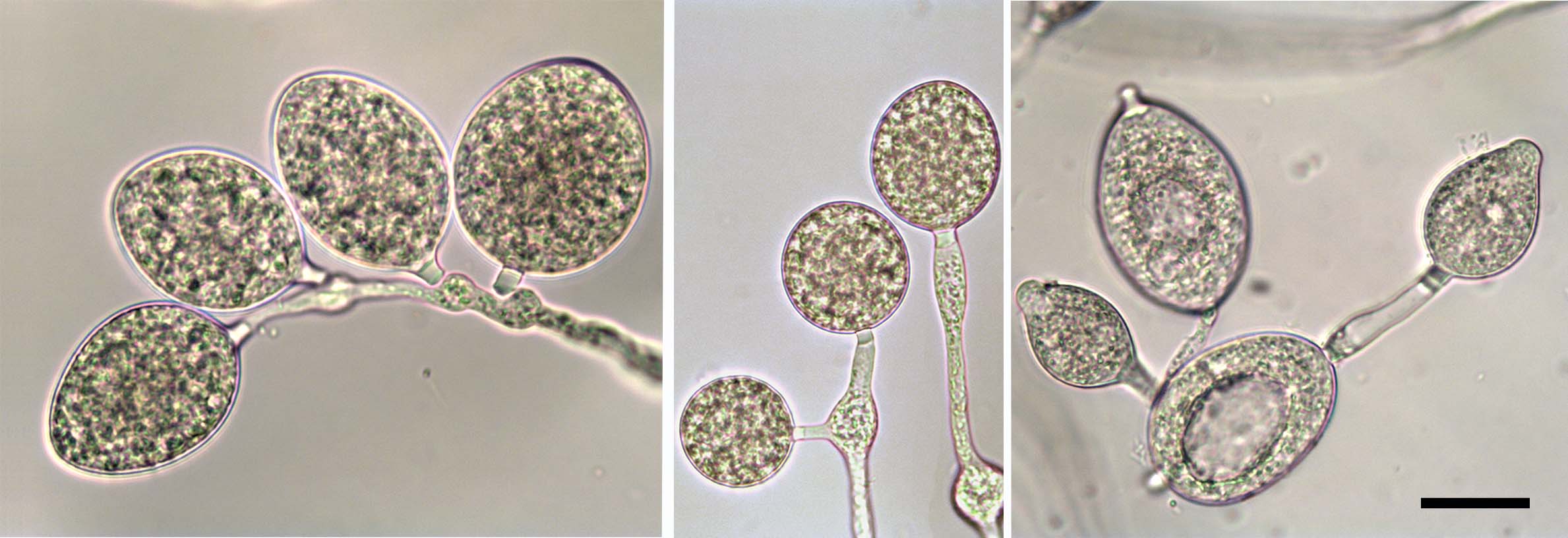 Phytophthora heterospora | IDphy
