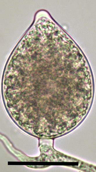 Phytophthora heterospora | IDphy