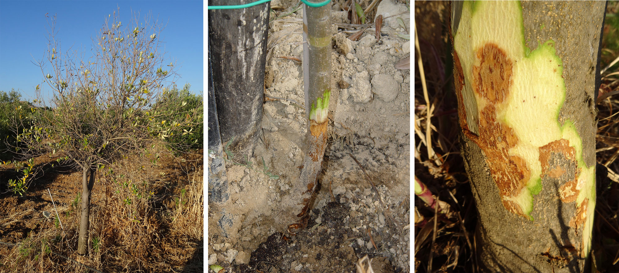 Phytophthora heterospora | IDphy