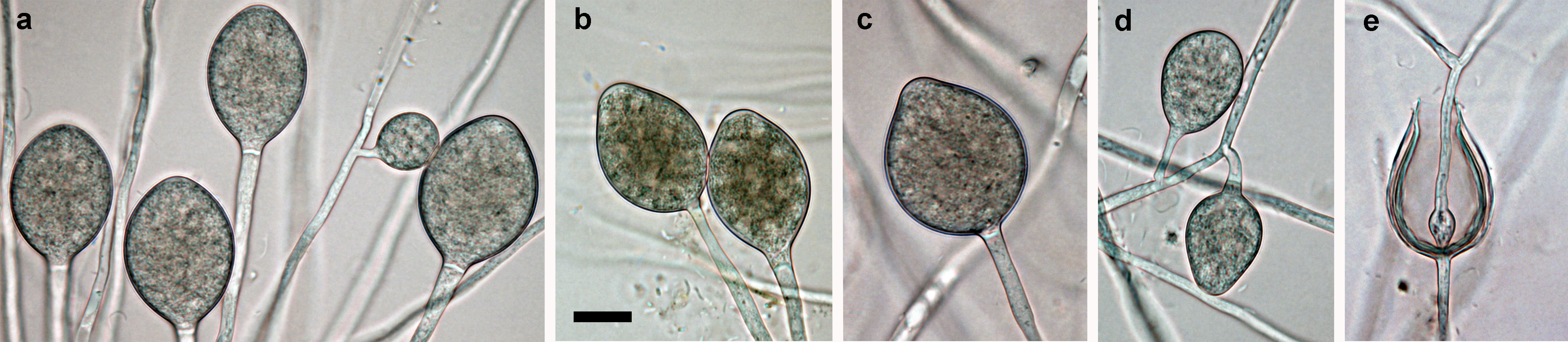 Phytophthora litoralis | IDphy