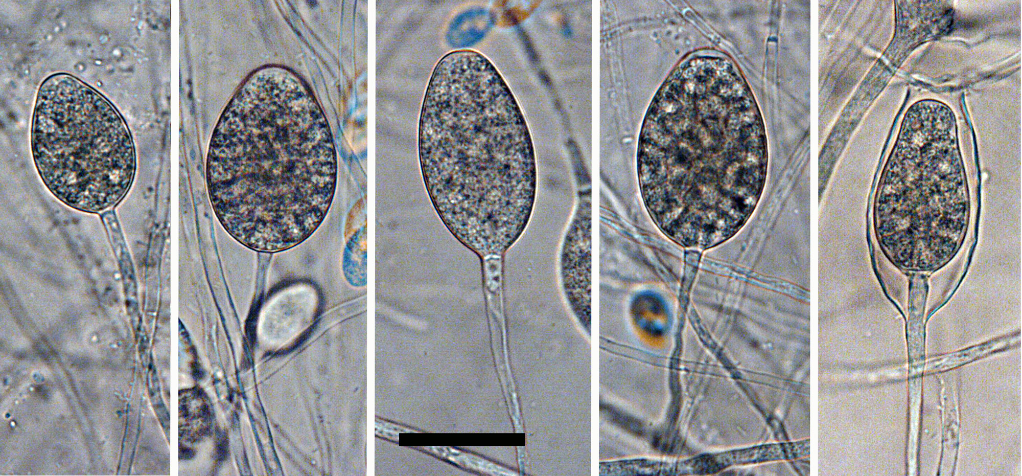 Phytophthora oreophila | IDphy
