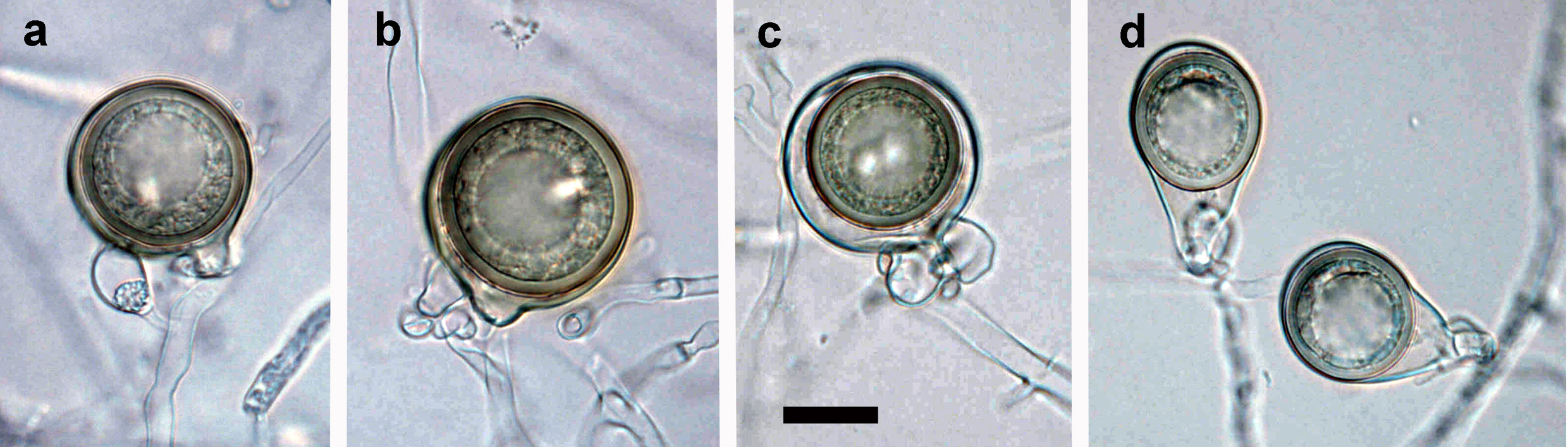 Phytophthora plurivora | IDphy