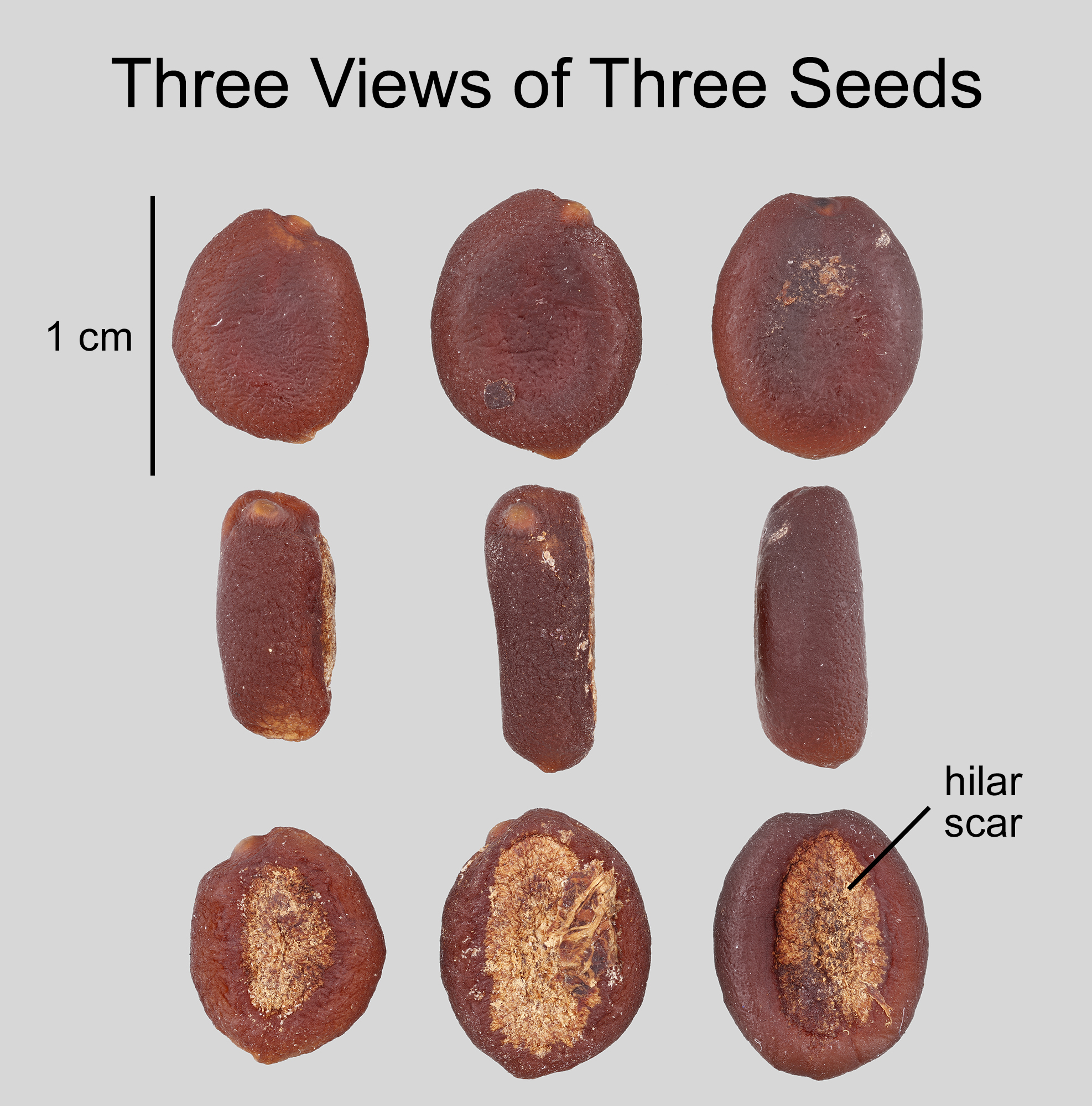 Apocynaceae | Fruit and Seed Family ID