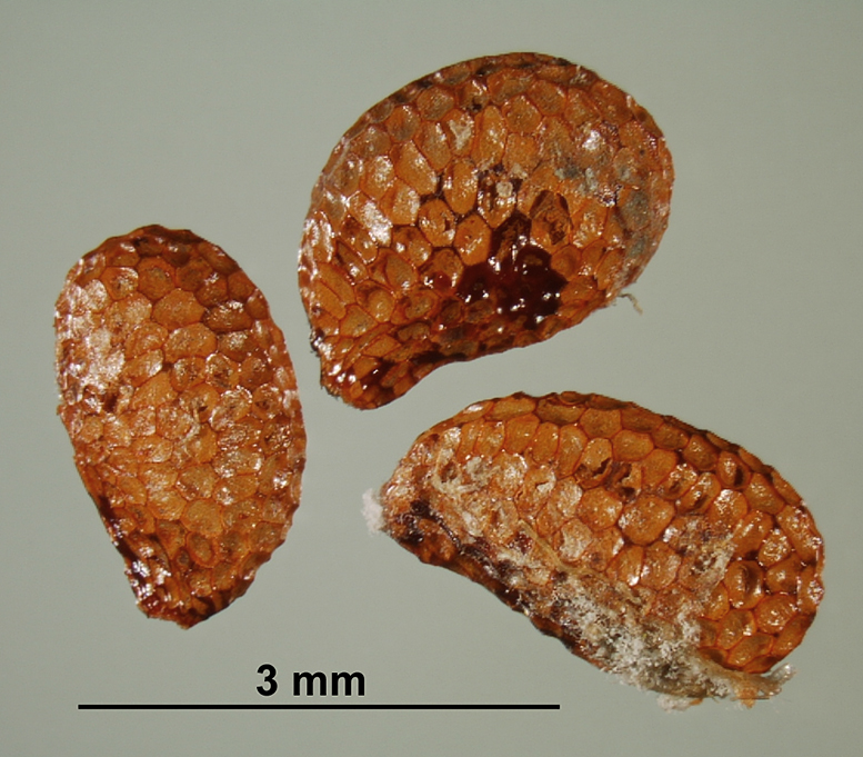 Actinidiaceae | Fruit and Seed Family ID