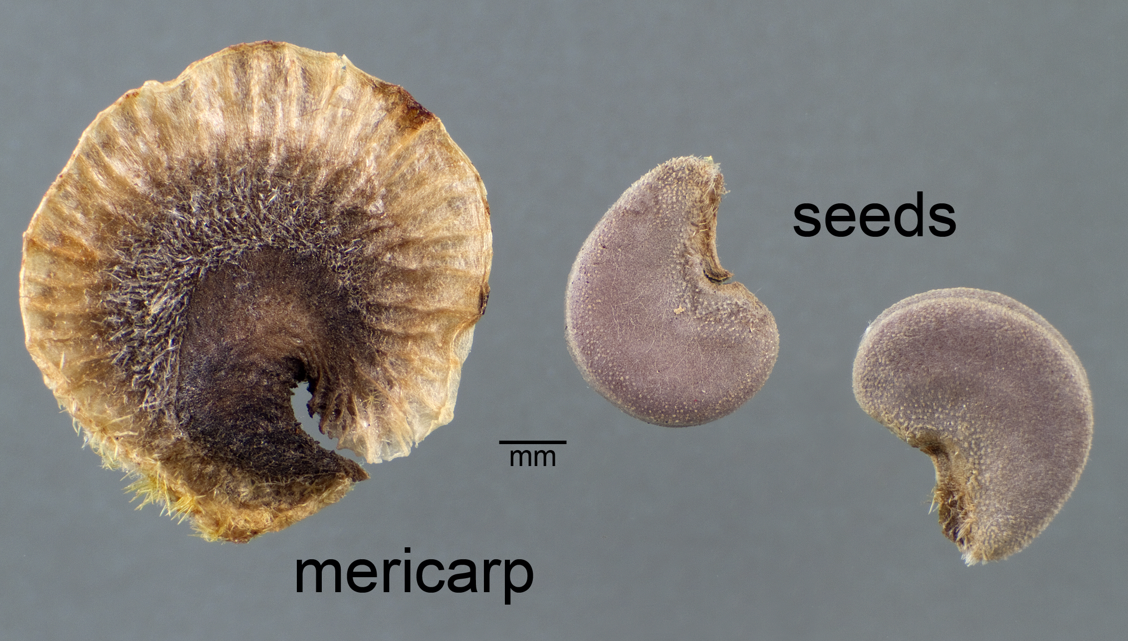Malvaceae | Fruit and Seed Family ID
