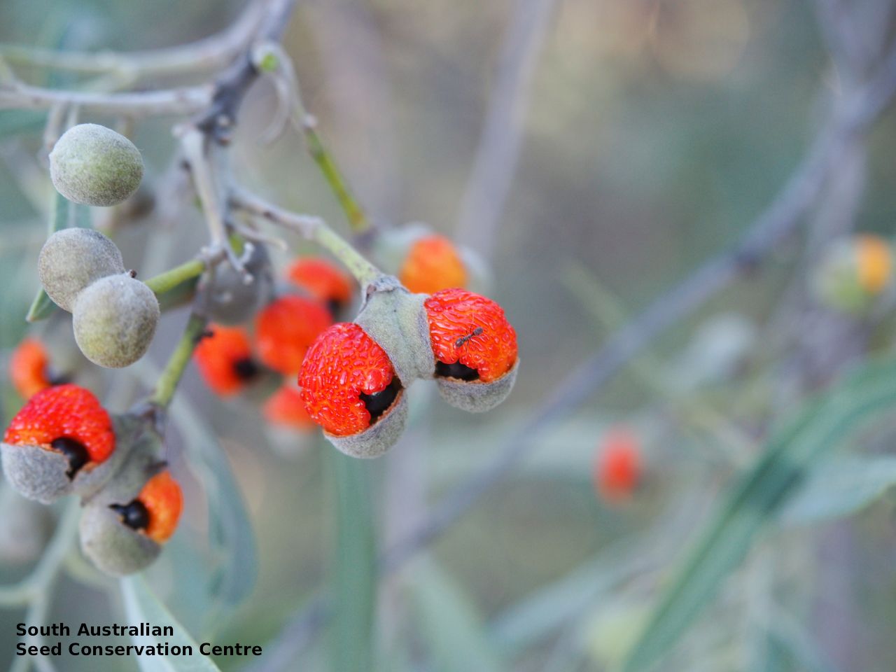 Sapindaceae | Fruit and Seed Family ID