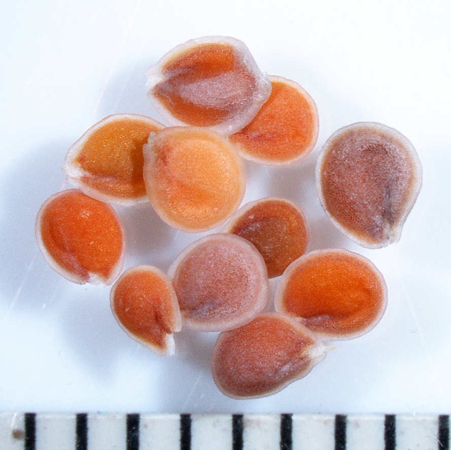 Brassicaceae | Fruit and Seed Family ID