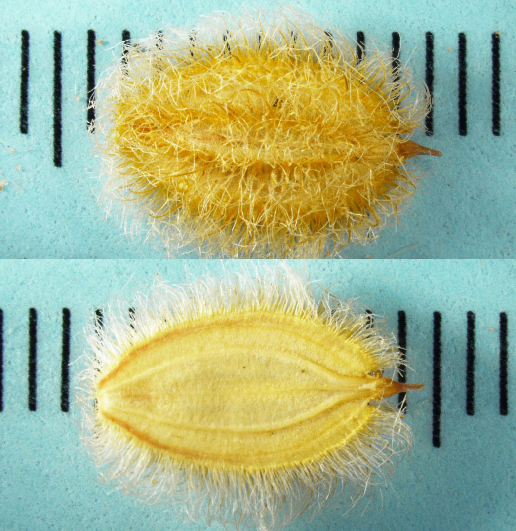 Apiaceae | Fruit and Seed Family ID