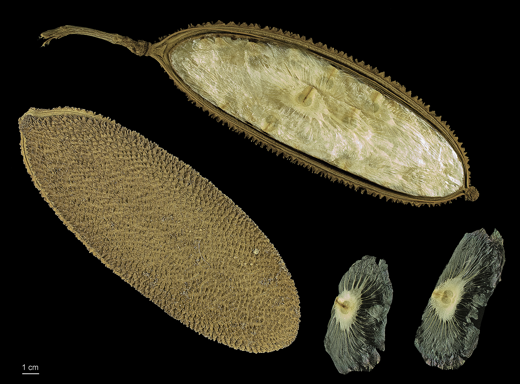 Bignoniaceae | Fruit and Seed Family ID