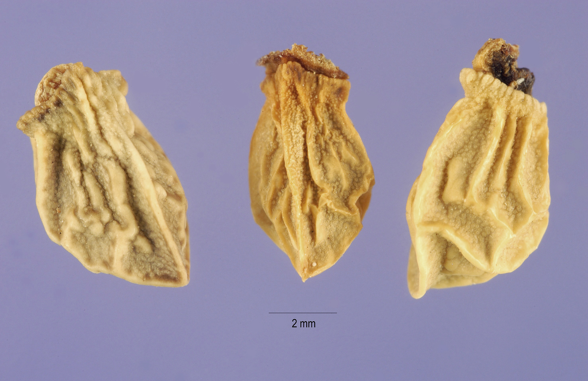 Boraginaceae | Fruit and Seed Family ID