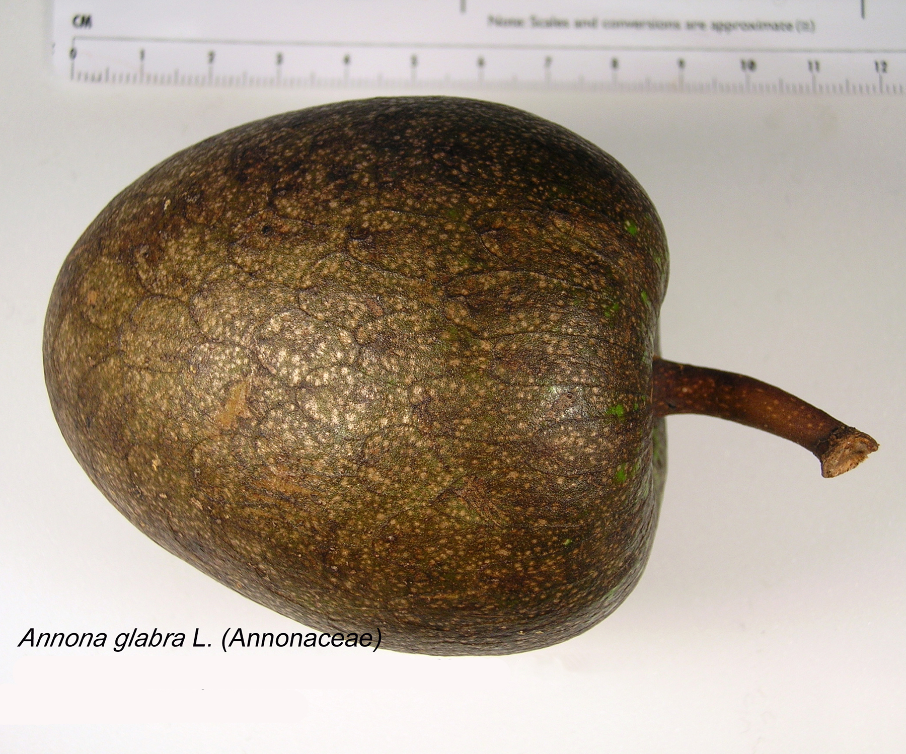 Annonaceae | Fruit and Seed Family ID