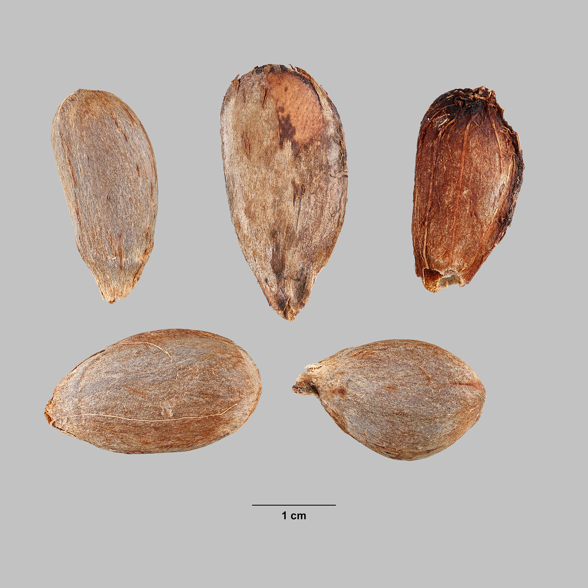 Annonaceae | Fruit and Seed Family ID