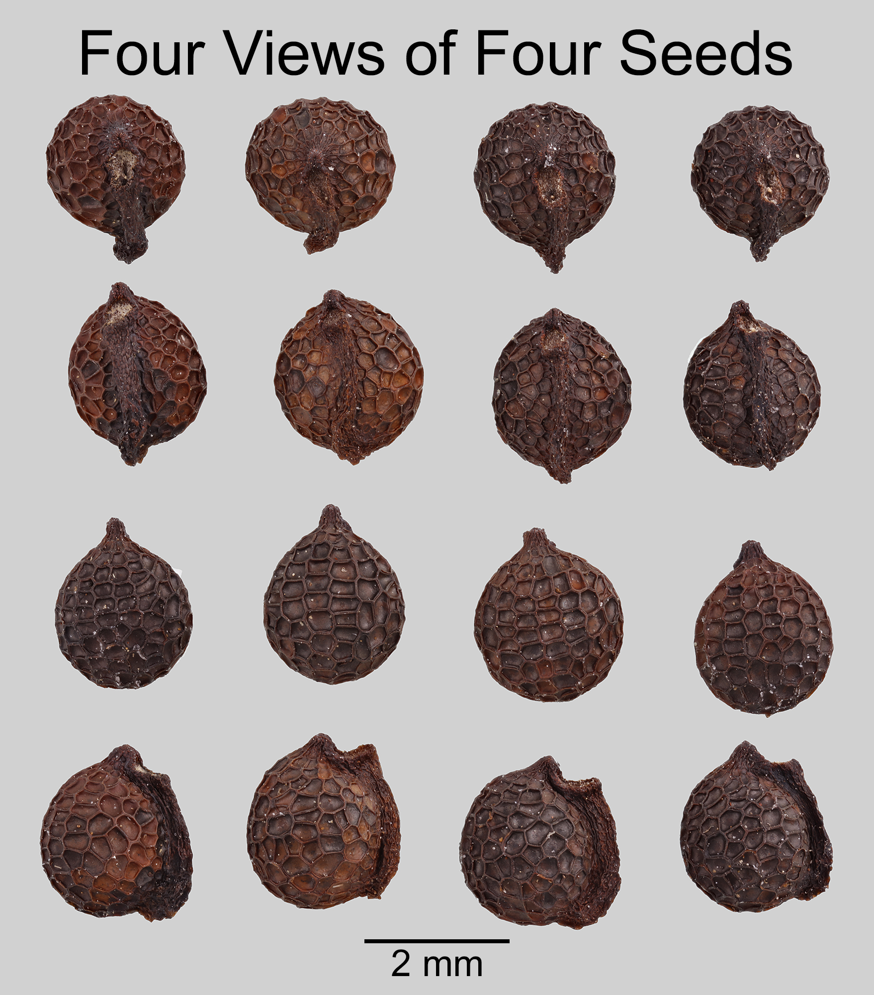 Papaveraceae | Fruit and Seed Family ID