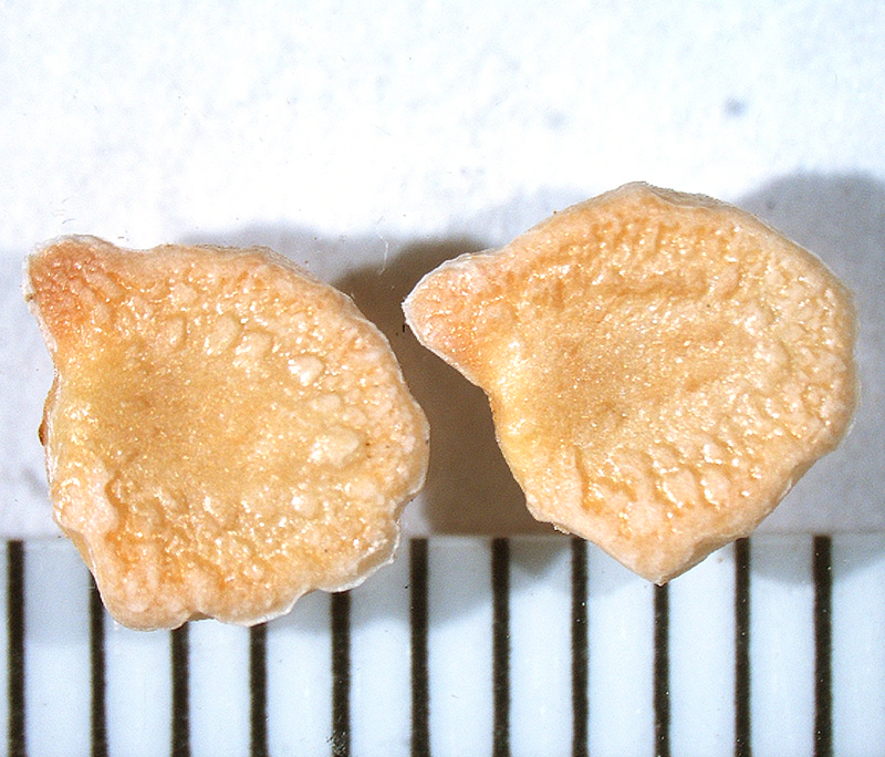 Acanthaceae | Fruit and Seed Family ID