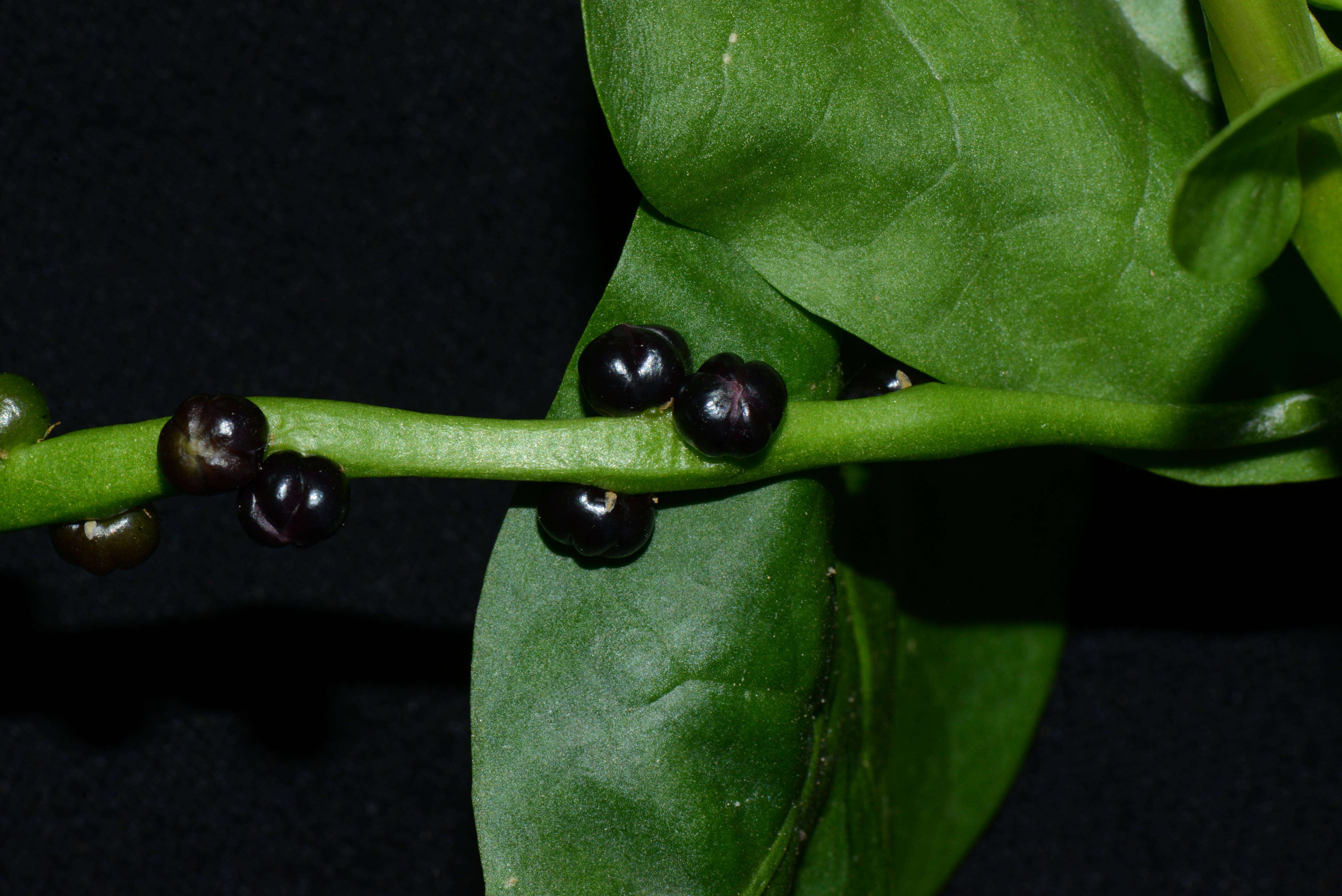 Basellaceae | Fruit and Seed Family ID