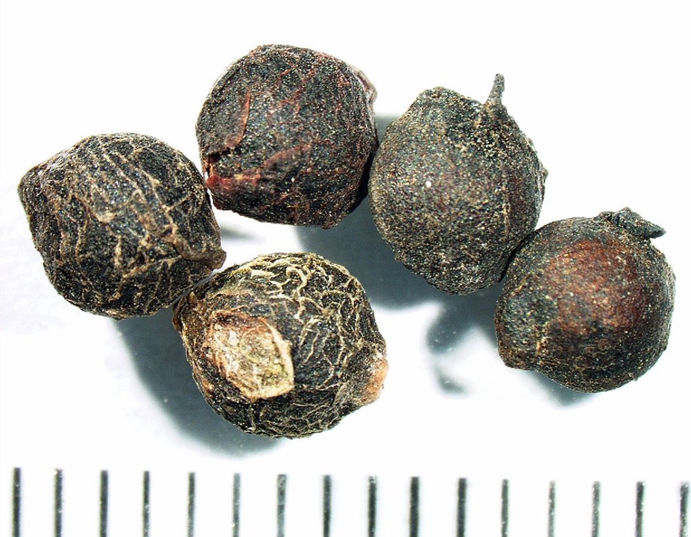 Basellaceae | Fruit and Seed Family ID