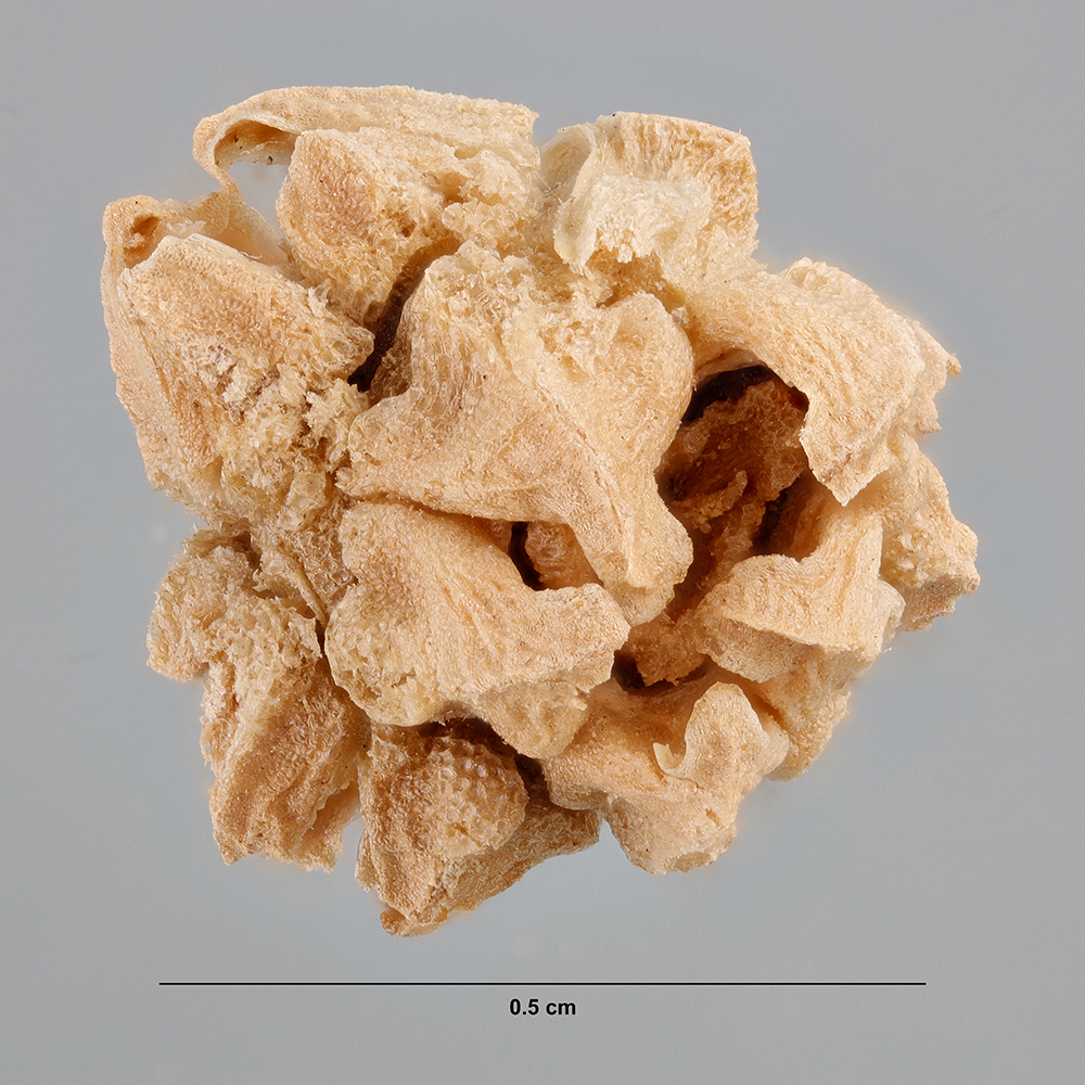 Amaranthaceae | Fruit and Seed Family ID