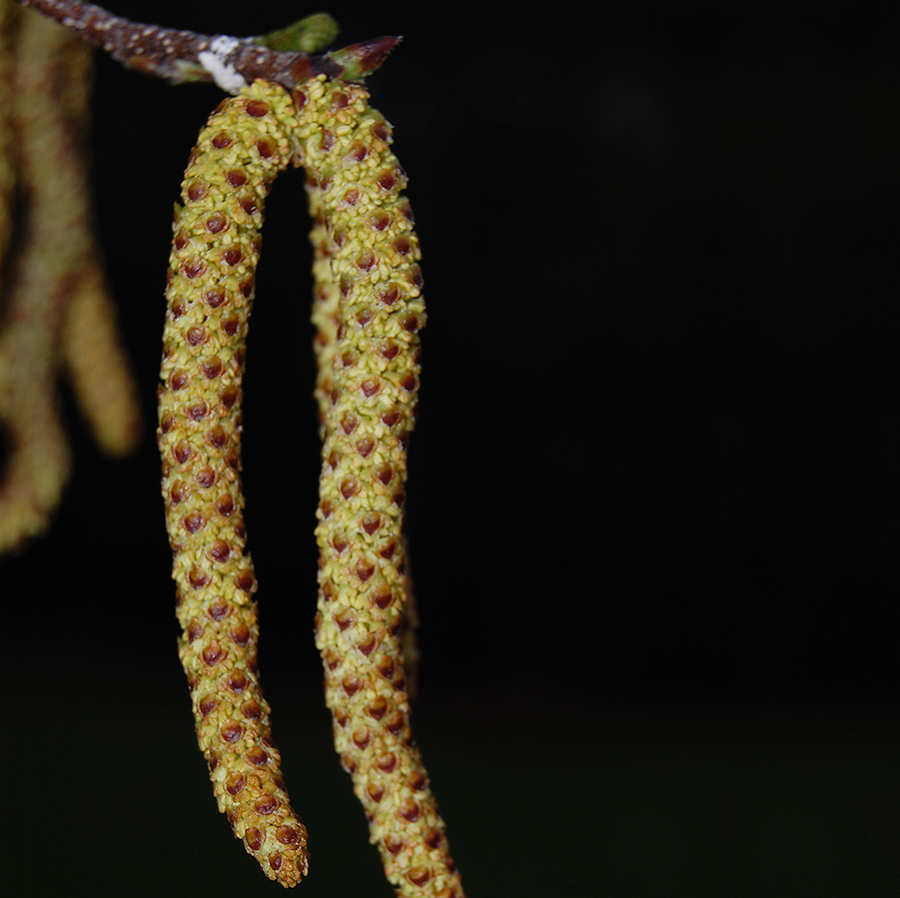 Betulaceae | Fruit and Seed Family ID