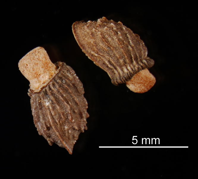 Boraginaceae | Fruit and Seed Family ID
