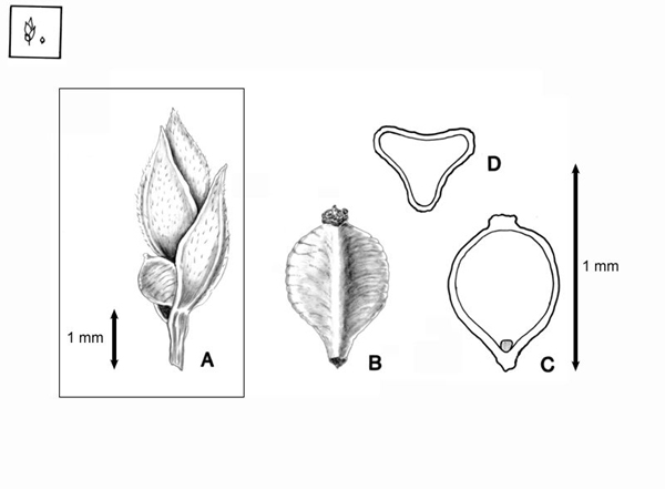 Cyperaceae | Fruit and Seed Family ID