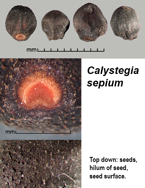 Convolvulaceae | Fruit and Seed Family ID