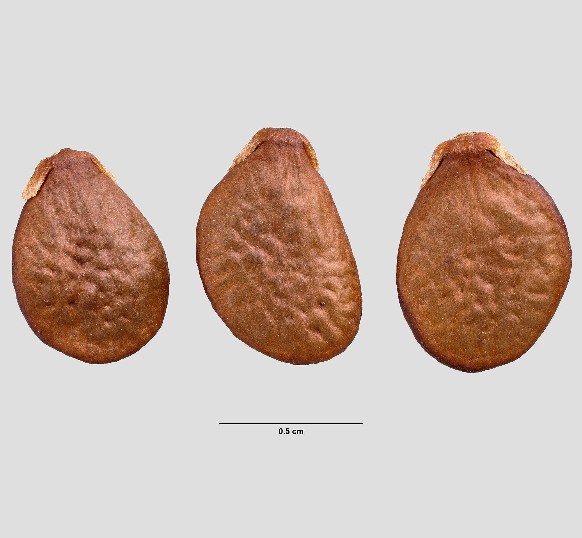 Annonaceae | Fruit and Seed Family ID