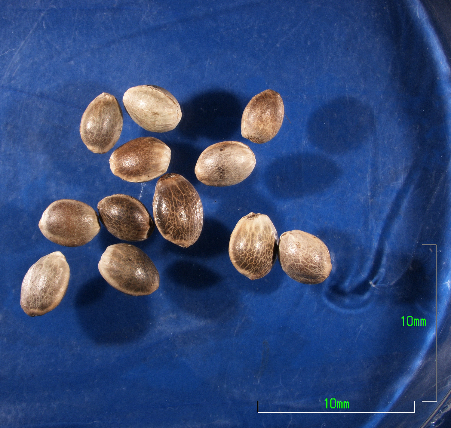 Cannabaceae | Fruit and Seed Family ID