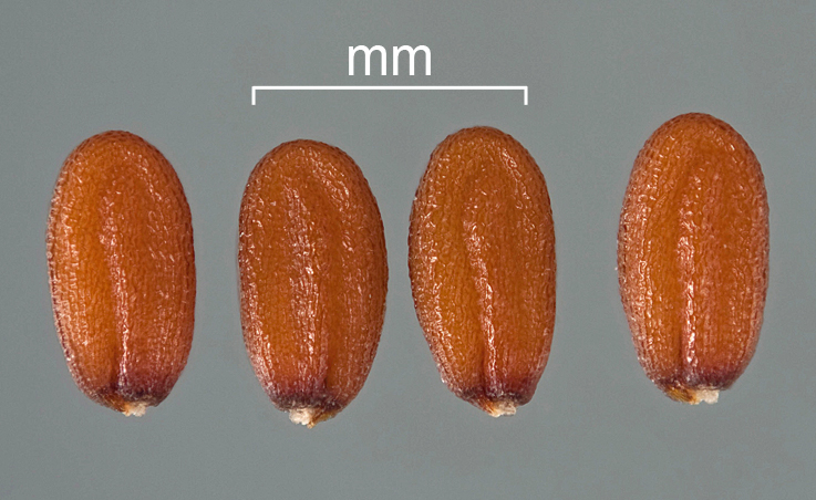 Brassicaceae | Fruit and Seed Family ID