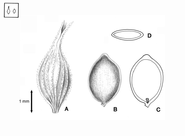 Cyperaceae | Fruit and Seed Family ID