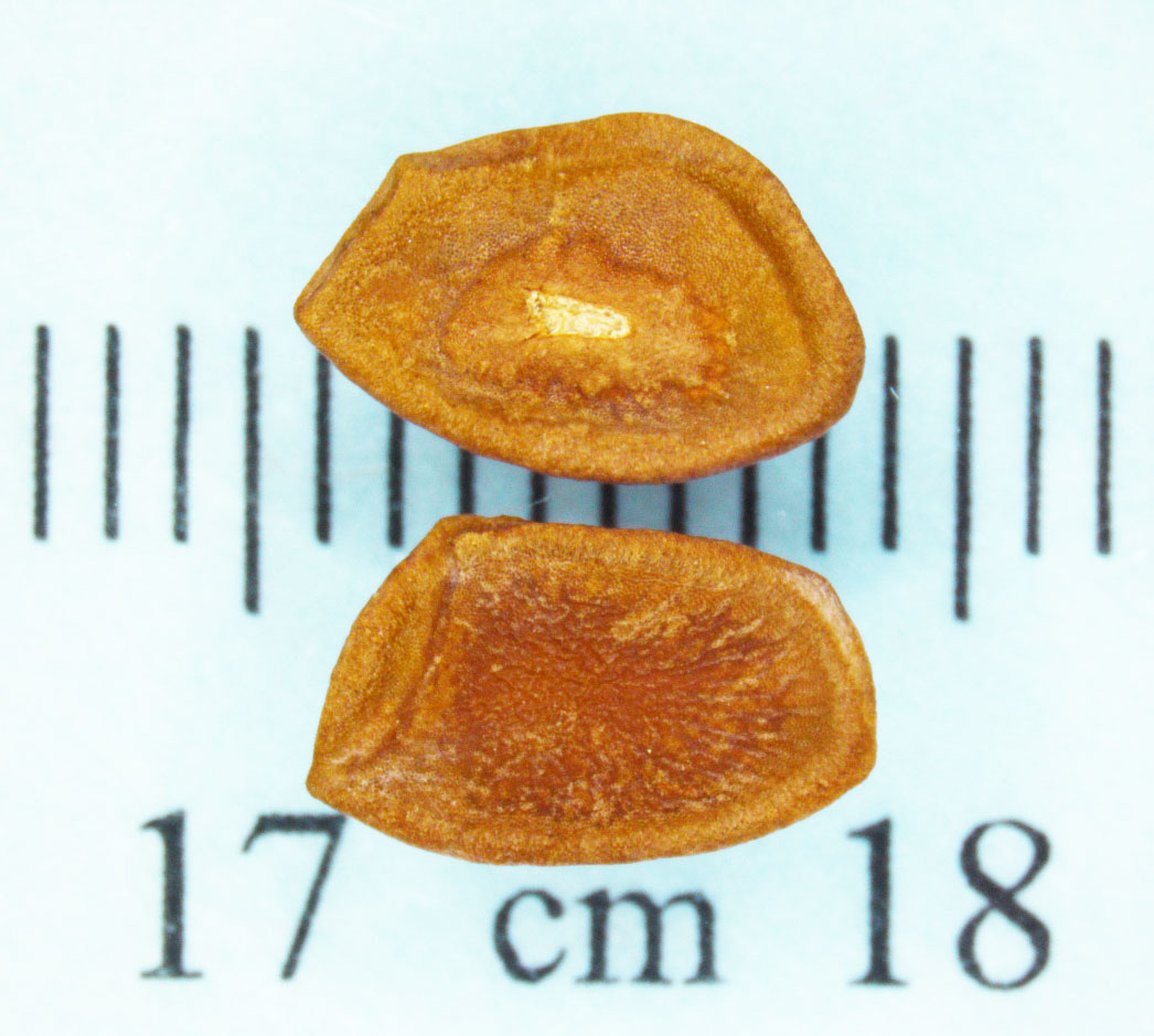 Apocynaceae | Fruit and Seed Family ID