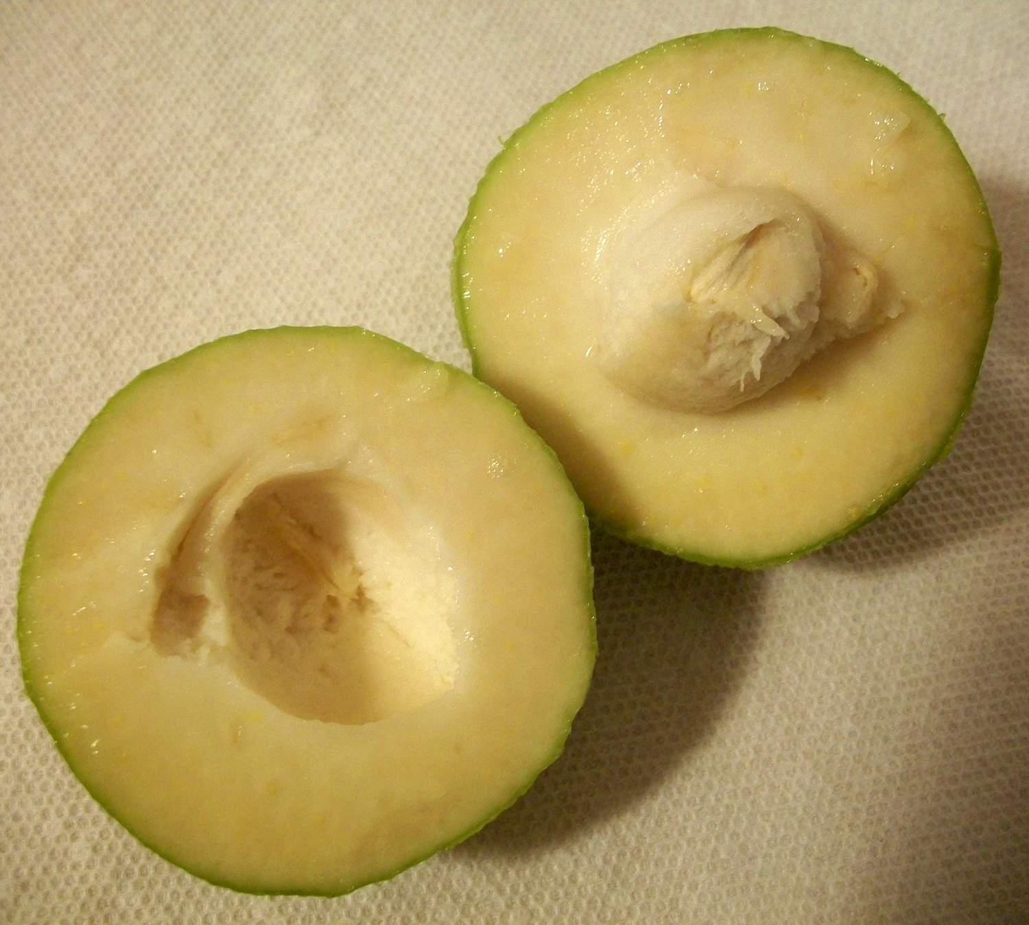 Rutaceae | Fruit and Seed Family ID