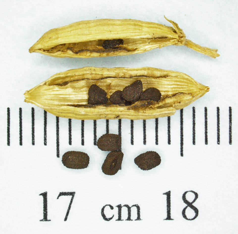 Apocynaceae | Fruit and Seed Family ID