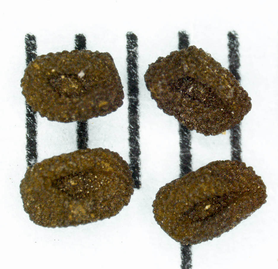 Apocynaceae | Fruit and Seed Family ID