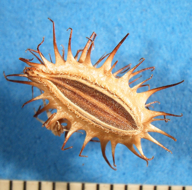 Apiaceae | Fruit and Seed Family ID