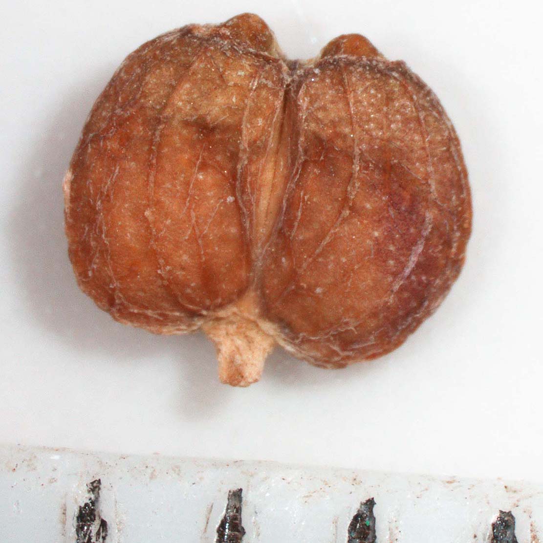 Apiaceae | Fruit and Seed Family ID