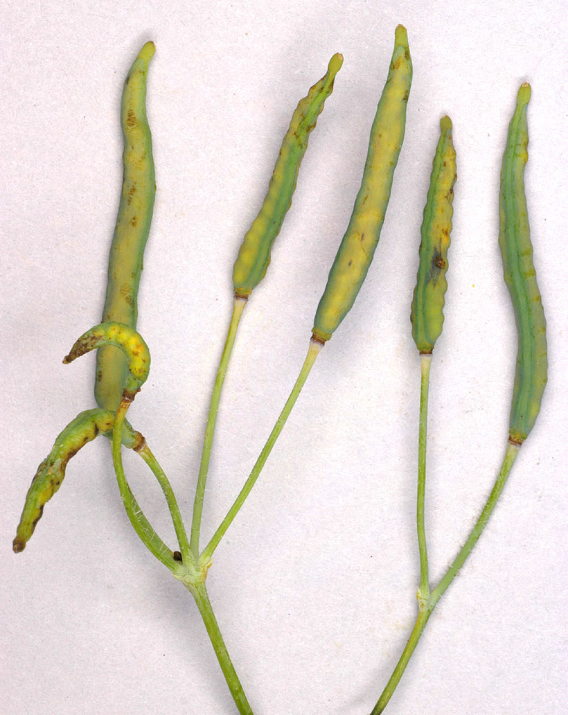 Papaveraceae | Fruit and Seed Family ID