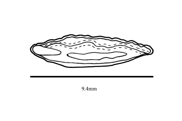 Combretaceae | Fruit and Seed Family ID