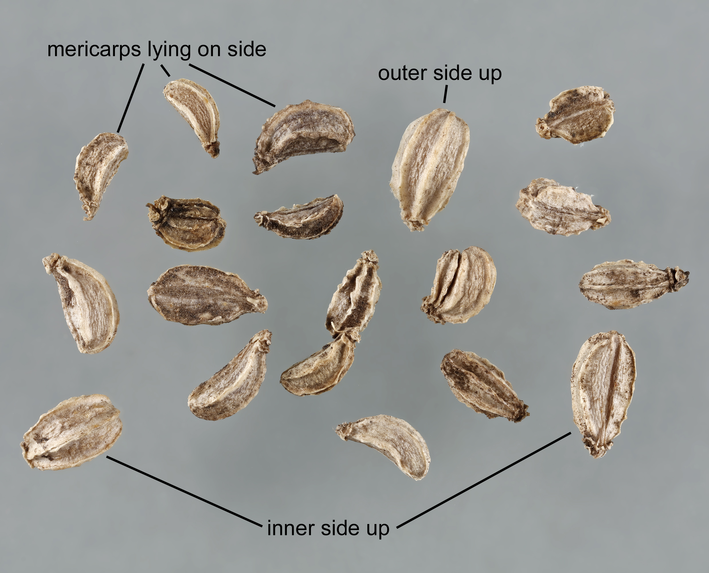 Apiaceae | Fruit and Seed Family ID