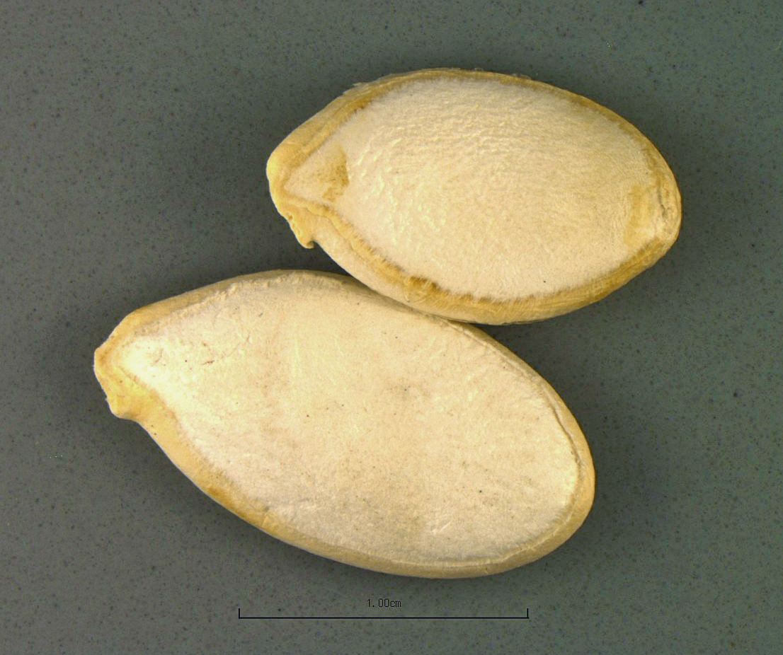 Cucurbitaceae | Fruit and Seed Family ID