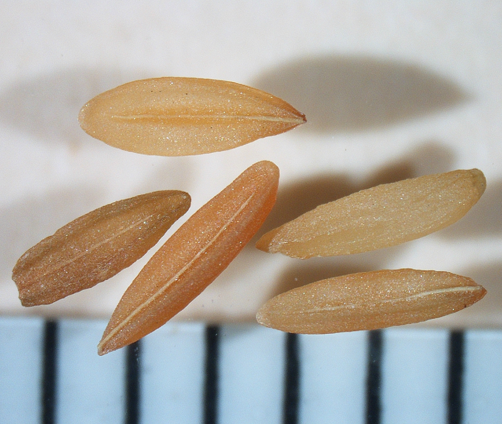 Apiaceae | Fruit and Seed Family ID