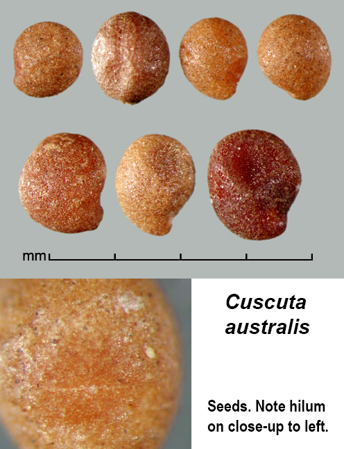 Convolvulaceae | Fruit and Seed Family ID