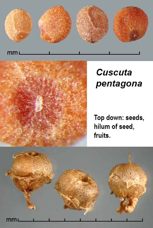 Convolvulaceae | Fruit and Seed Family ID