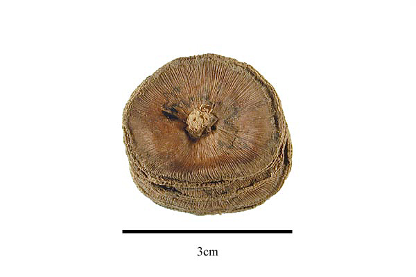 Cyclanthaceae | Fruit and Seed Family ID