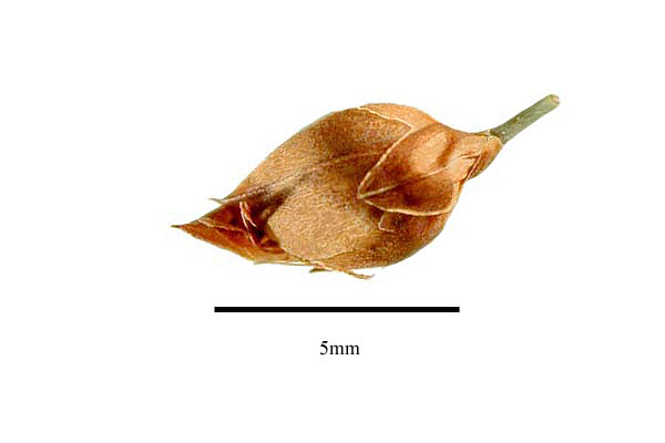 Cyperaceae | Fruit and Seed Family ID