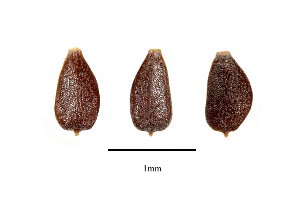 Cyperaceae | Fruit and Seed Family ID